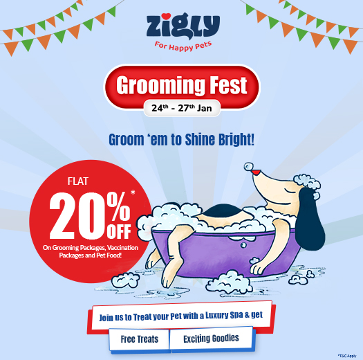 Zigly - Vet Clinic, Pet Grooming & Pet Products Shop Near Vaishali ...